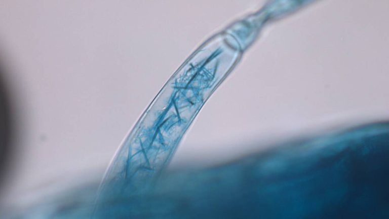 Syngenta rolls out Envita Dry nitrogen-fixing biological - Grainews